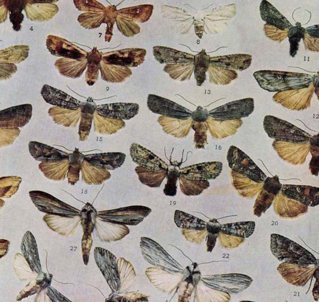 Graphiphora & Xylina Moth Chart Entomology Vintage Natural History ...