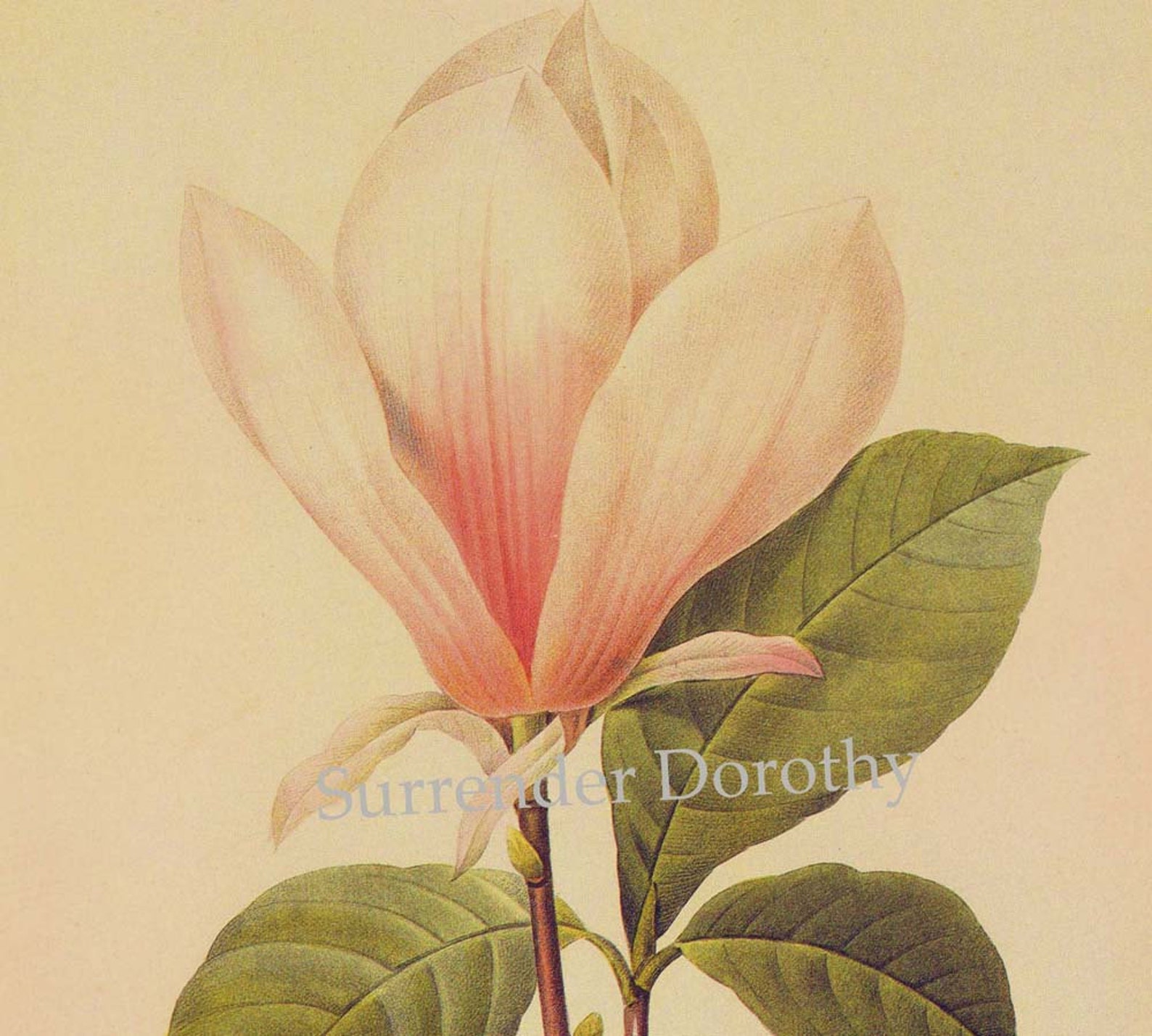 Magnolia Soulangiana Flower Vintage Poster Print Redoute - Etsy