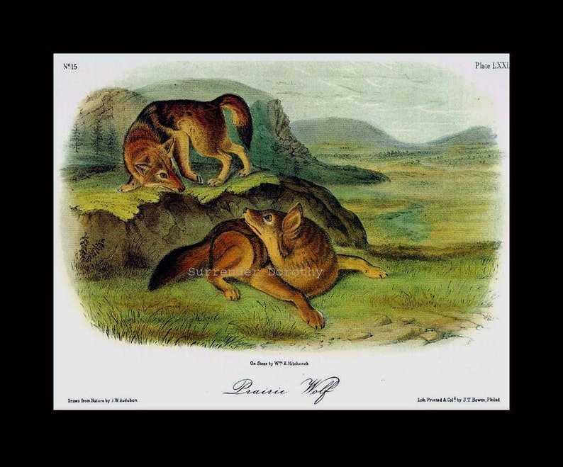 Prairie Wolf Lithograph Audubon Vintage Wild Animal Natural | Etsy