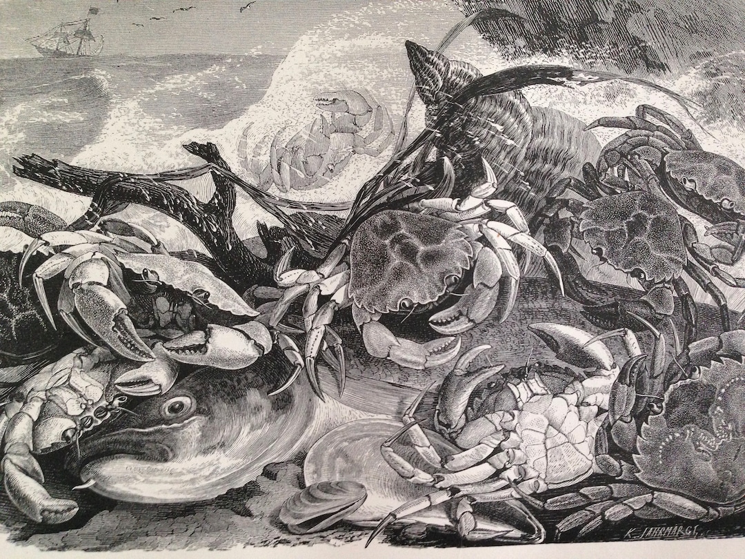 Crabs Vintage Marine Biology Victorian Era 1870s Natural History ...