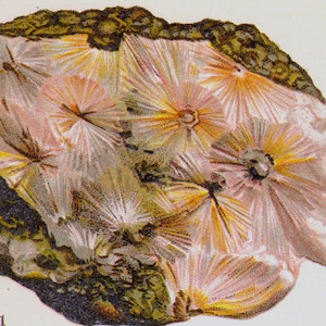 Natrolite Stilbite Crystal Stone Mineral Vintage Lithograph Edwardian ...