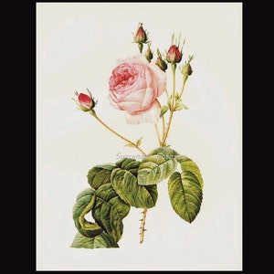 Great Cabbage-leaved Rose Redoute Rosa Centifolia Bullata Vintage ...