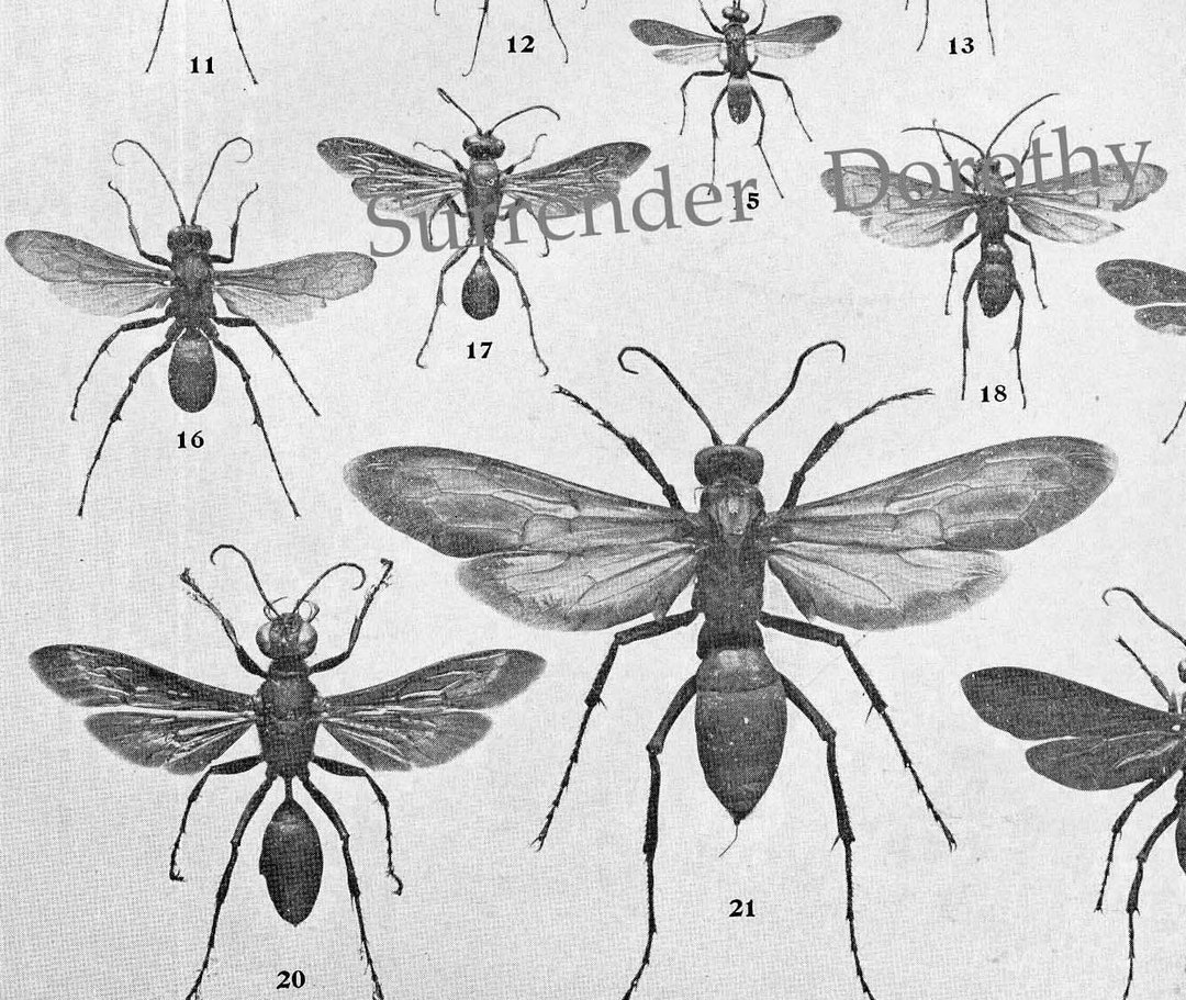 Wasp Chart Edwardian Entomology 1907 Natural History Rotogravure ...