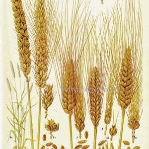 Wheat Cereal Grain Food Chart Botanical Lithograph Illustration for ...