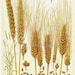 Wheat Cereal Grain Food Chart Botanical Lithograph Illustration for ...