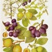 Sweet Plum Greengage Fruit Chart Food Botanical Lithograph Illustration ...