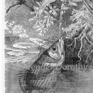Archer Fish 1882 Cool Victorian Era Natural History Engraving ...