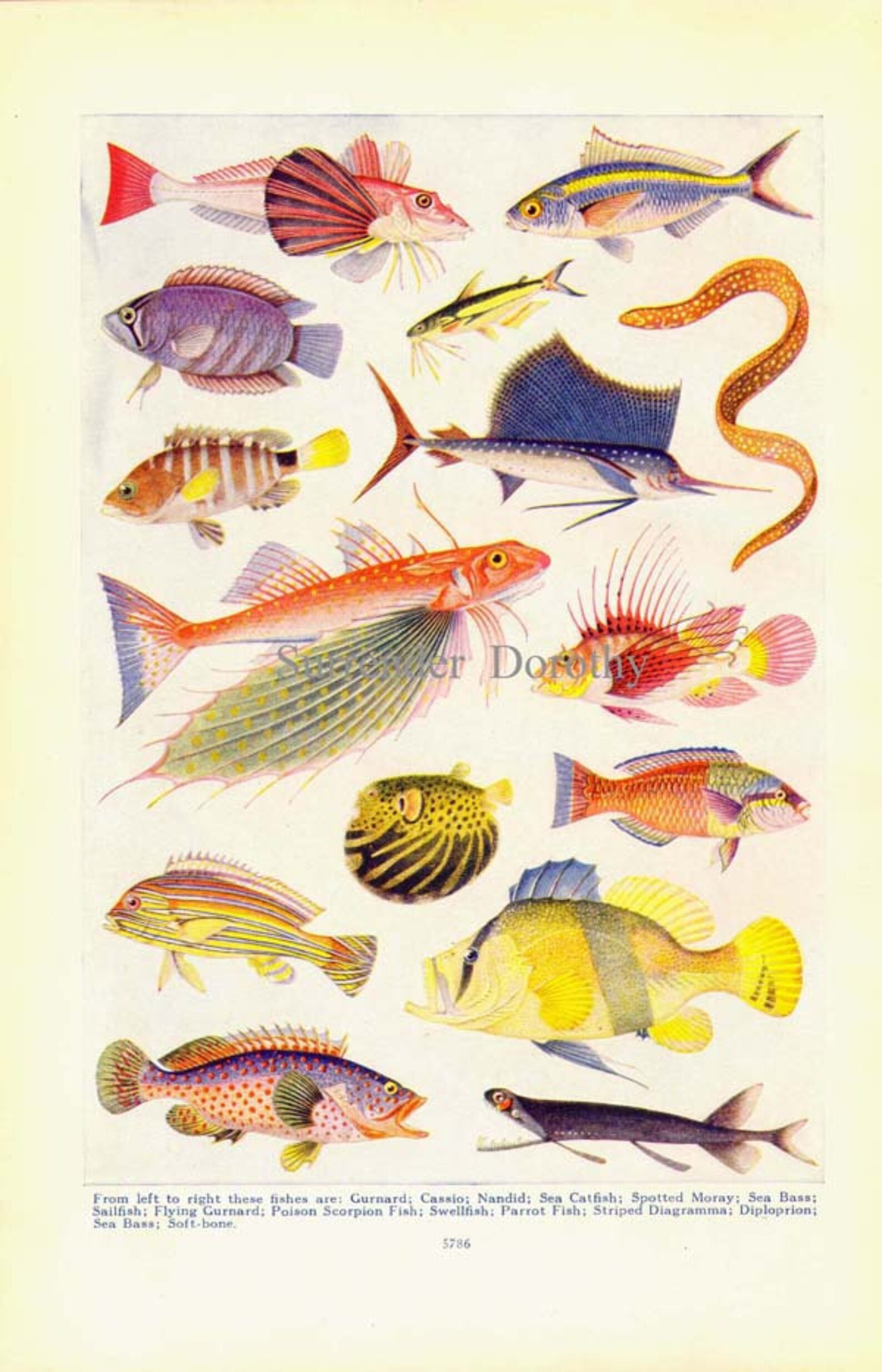 Tropical Fish Ichthyology Natural History Lithograph Chart 1920s Art ...