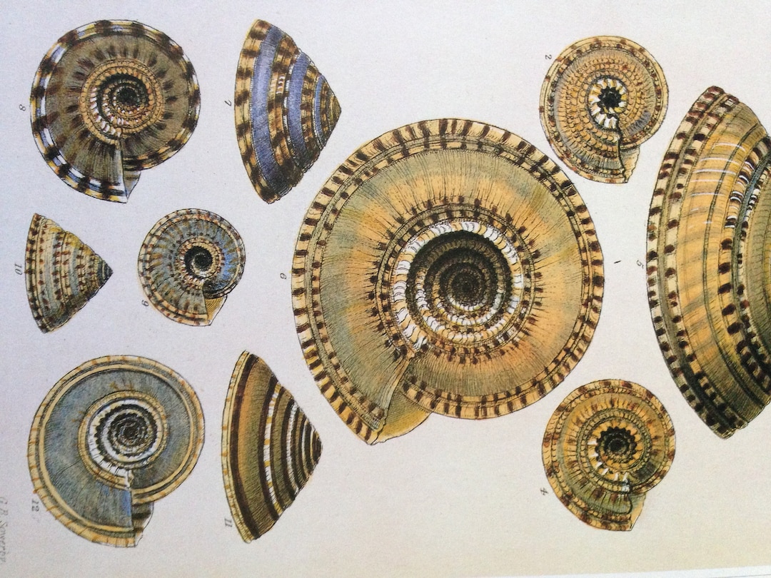 Sundial Shells Conchology Natural History Seashell Lithograph Chart ...