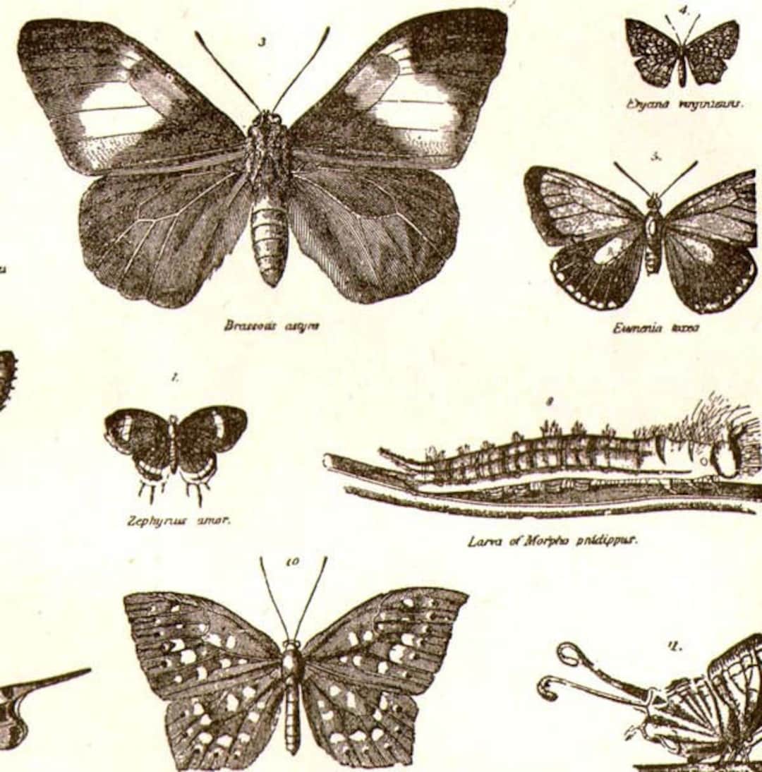 Butterflies & Moths XXIX 1892 Victorian Entomology Antique Chart of ...