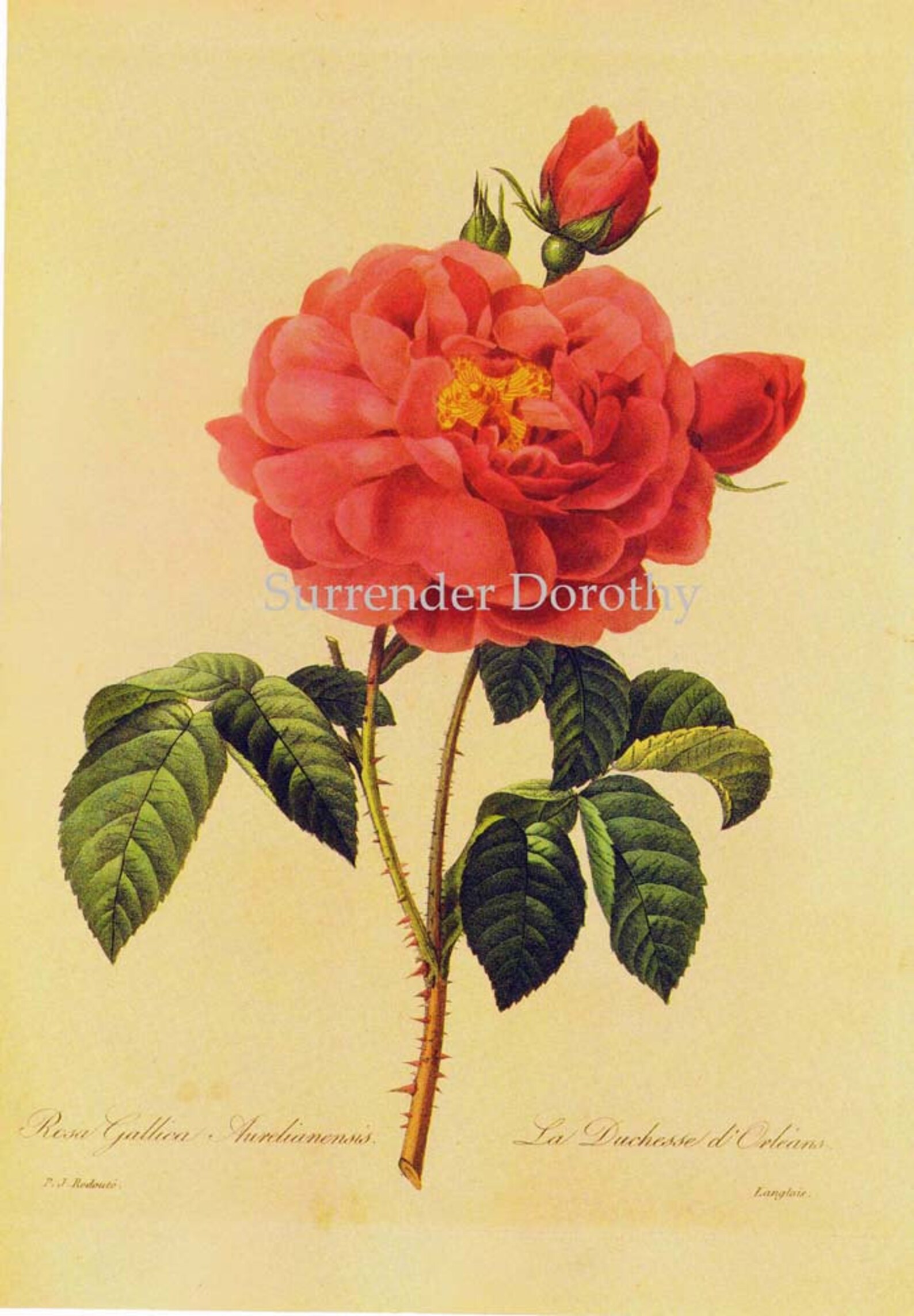 Fuschia Rose Dutchess D'orleans Vintage Wild Flower | Etsy