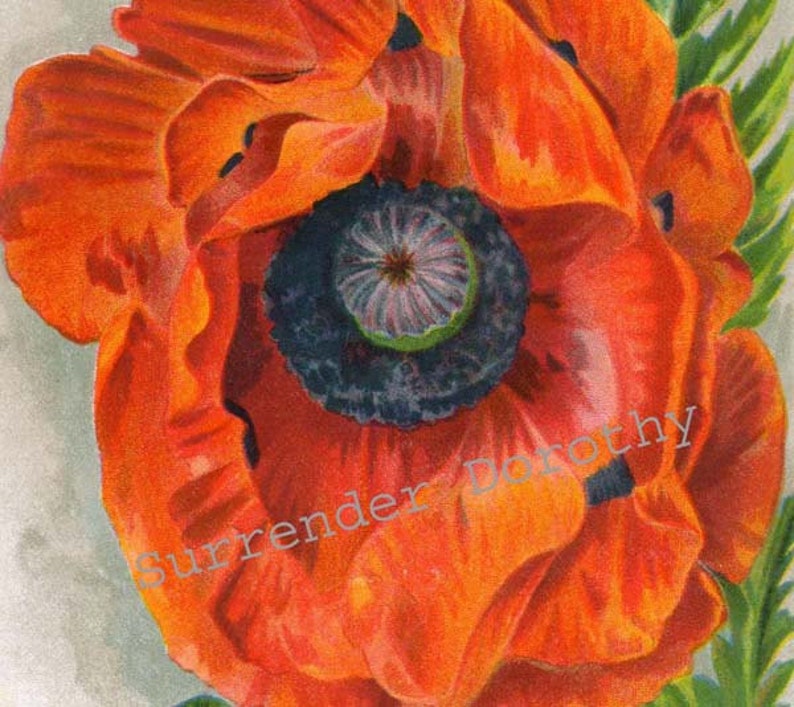 Oriental Poppy Flowers 1922 Jazz Age Botanical Lithograph Print for ...