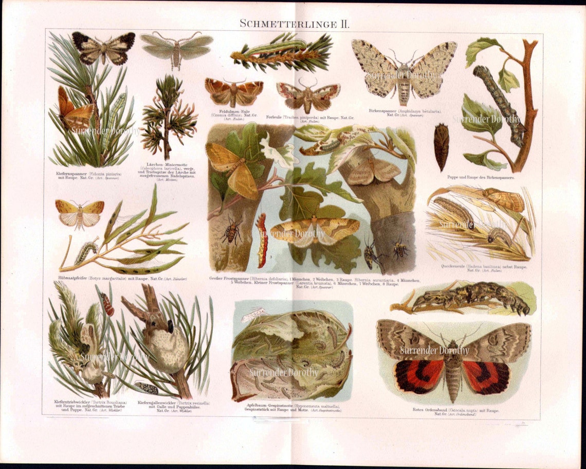 Silk Moth Metamorphosis Chart Vintage Victorian Entomology | Etsy