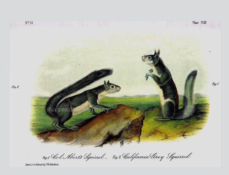 Col Albert's California & Grey Squirrel Audubon Vintage - Etsy