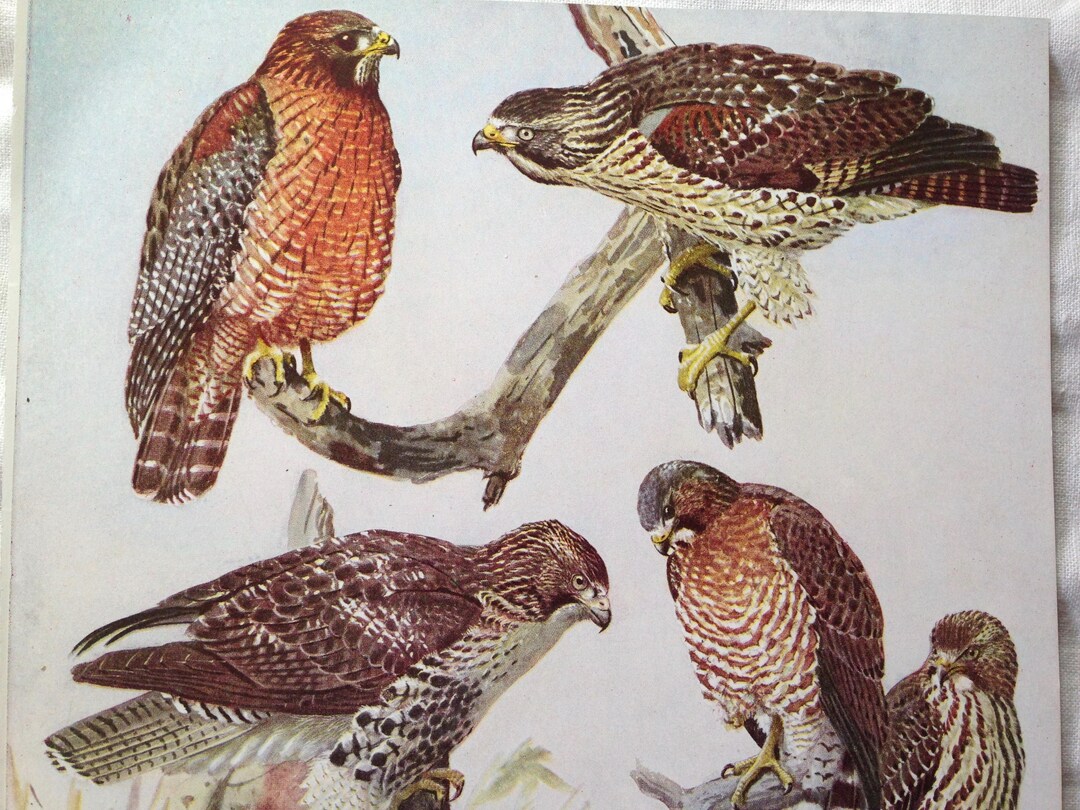Red Tail Broadwing Hawk Fuertes Birds Color Lithograph Illustration to ...