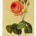 Pink Rose Rosa Centifolia Bullata Vintage Wild Flower Redoute Botanical ...