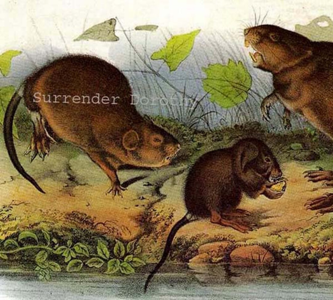 Muskrat Audubon Wild Animal Art Print Natural History Lithograph to ...