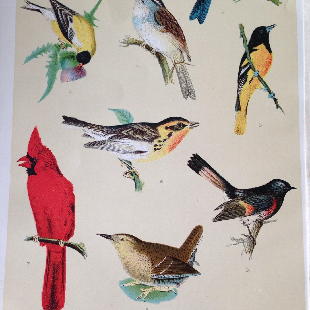 Common American Songbirds Chart Edwardian Natural History ...