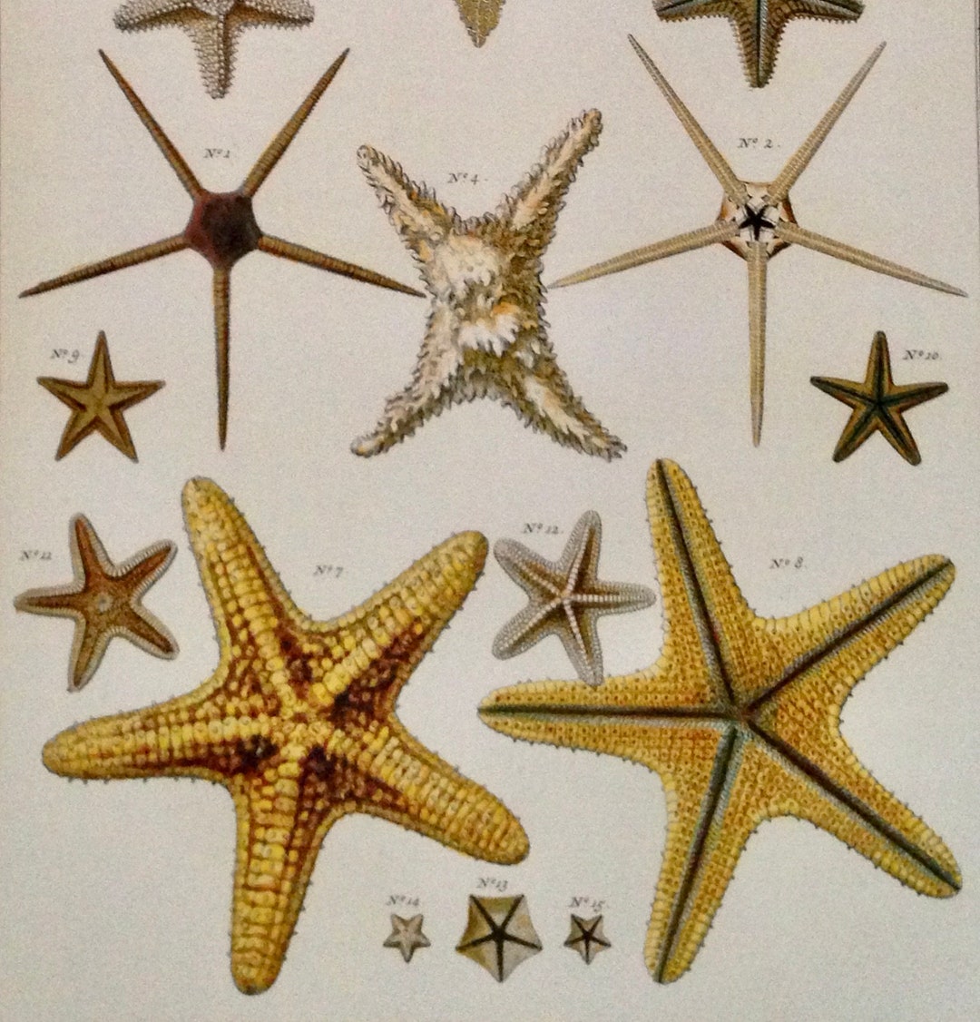 Common Starfish Brittle Stars LARGE Seba Conchology Natural History ...