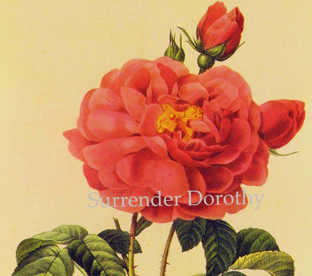 Fuschia Rose Dutchess D'orleans Vintage Wild Flower Redoute Botanical ...