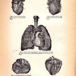 Human Heart Human Anatomy Chart Engraving Five Views 1908 - Etsy