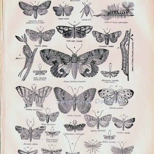 Butterflies & Moths XXXI 1892 Victorian Entomology Antique Chart of ...
