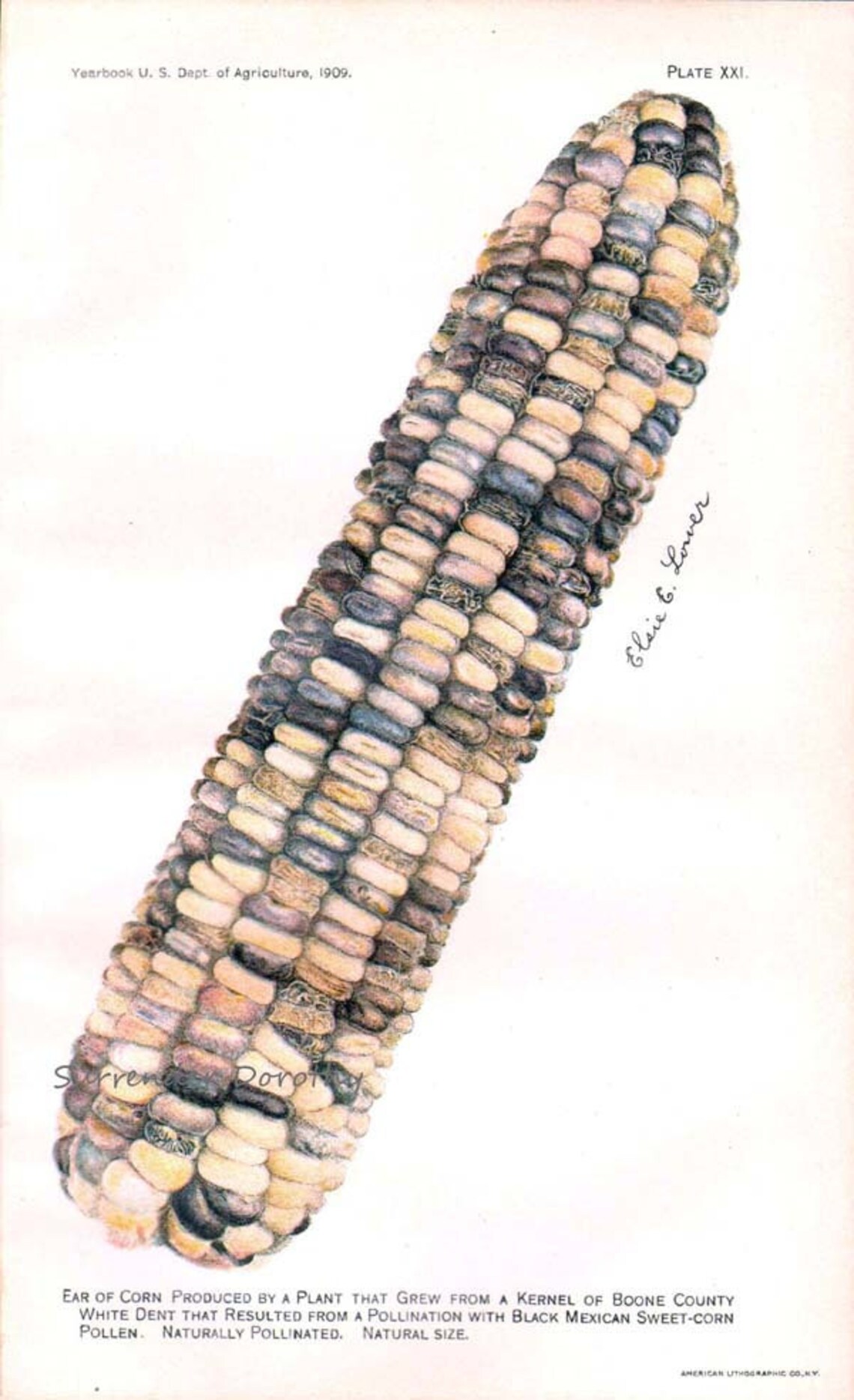 Indian Corn Hybrid Mutation 1909 USDA Grain Antique Botanical - Etsy UK