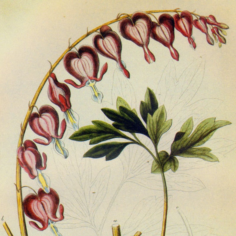 Bleeding Heart Plant - Etsy