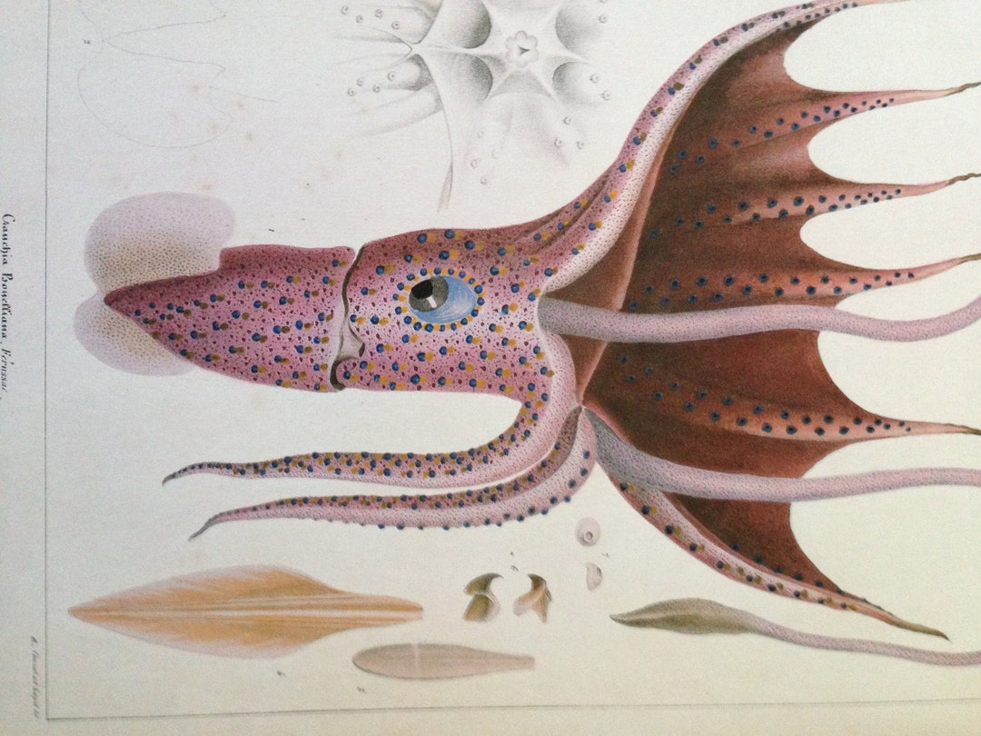 Umbrella Squid Natural History Seashell Lithograph Chart Poster Print ...