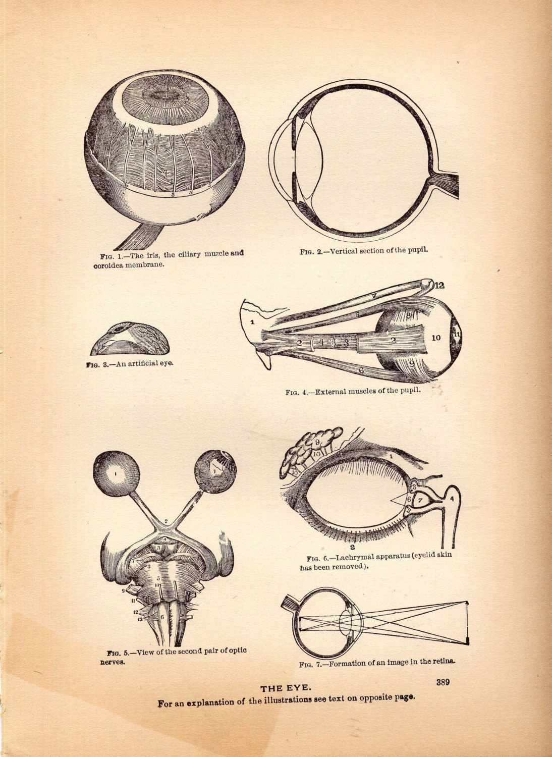 Vintage Human Anatomy Eye Chart 1908 Original Edwardian | Etsy