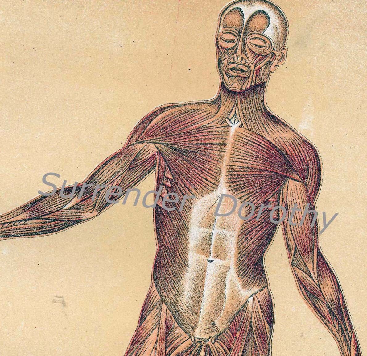 Human Anatomy Muscular System Vintage Medical Chart 1908 Original ...