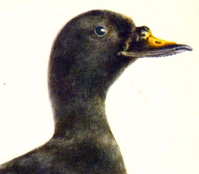 Common Scoter Duck Melanitta Nigra Bird Ornithology Natural - Etsy