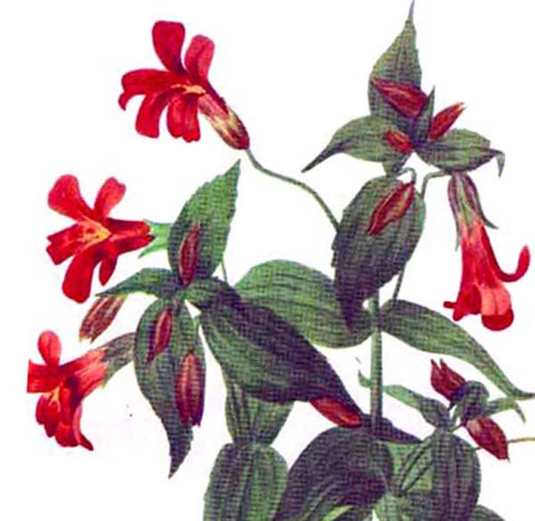 Lewis Monkey Flower Vintage 1955 Botanical Lithograph Art Print to ...