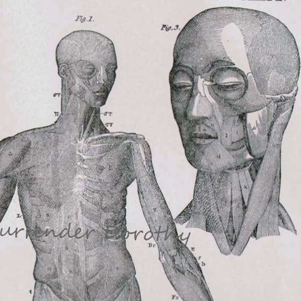 Victorian Anatomy Chart - Etsy