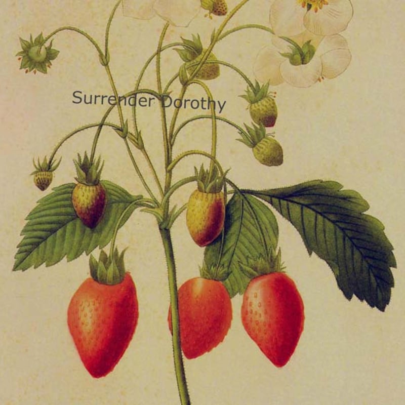 Fragaria - Etsy