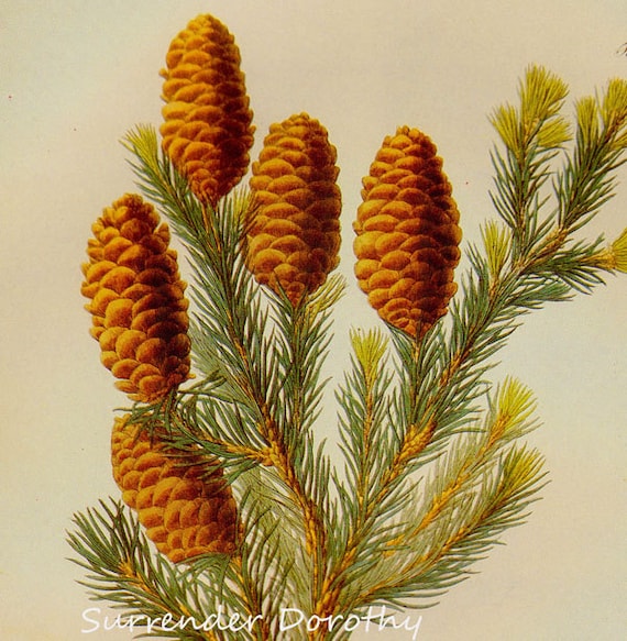 Siberian Spruce Tree