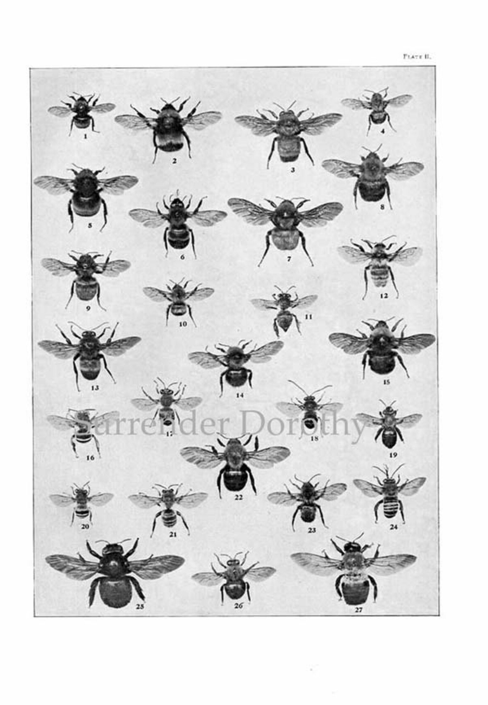 Bee Chart Edwardian Entomology 1907 Natural History Rotogravure ...