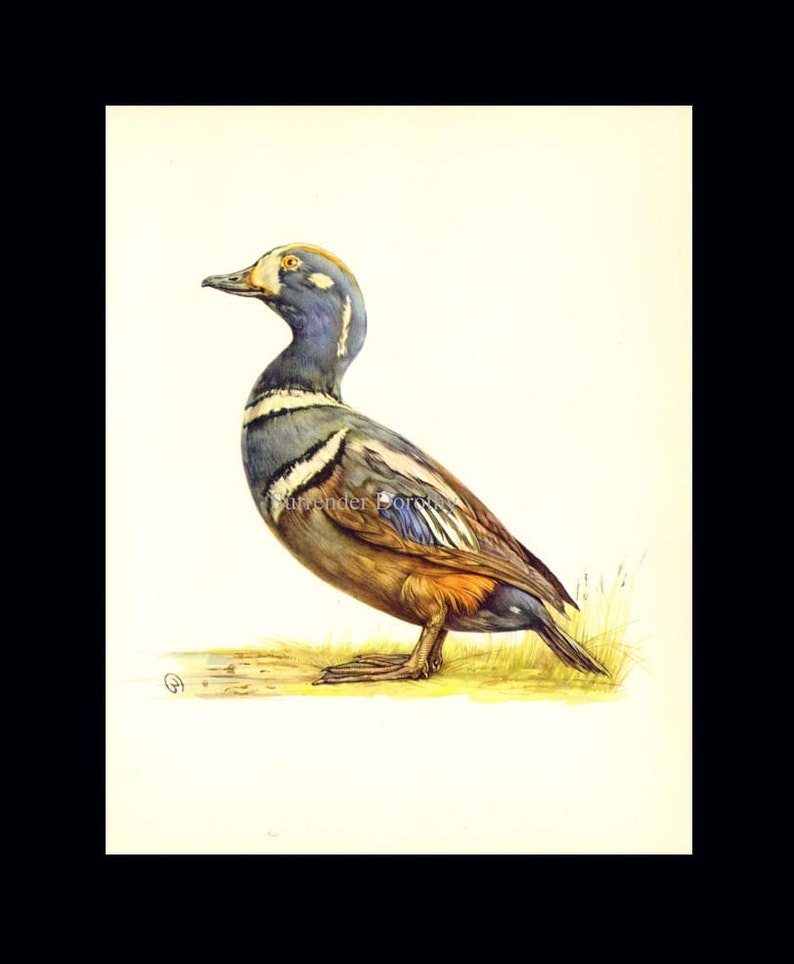 Harlequin Duck Histrionicus Histrionicus Bird Ornithology - Etsy
