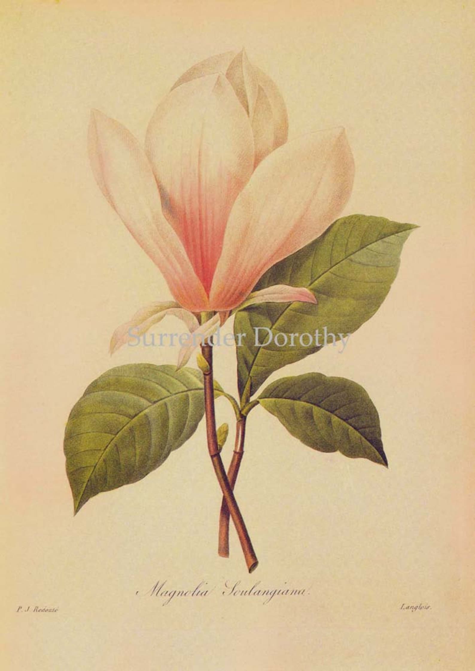 Magnolia Soulangiana Flower Vintage Poster Print Redoute - Etsy