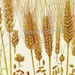Wheat Cereal Grain Food Chart Botanical Lithograph Illustration for ...