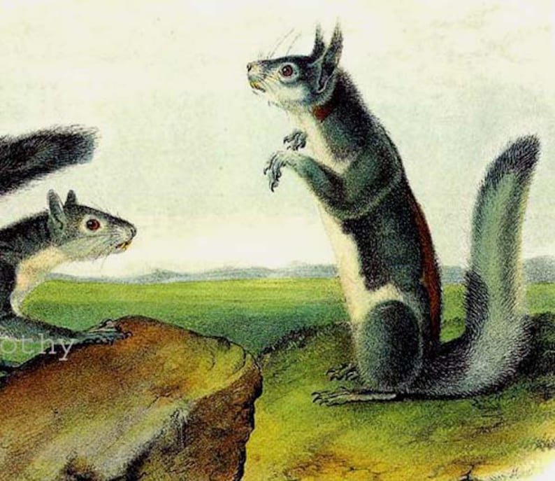 Col Albert's California & Grey Squirrel Audubon Vintage - Etsy