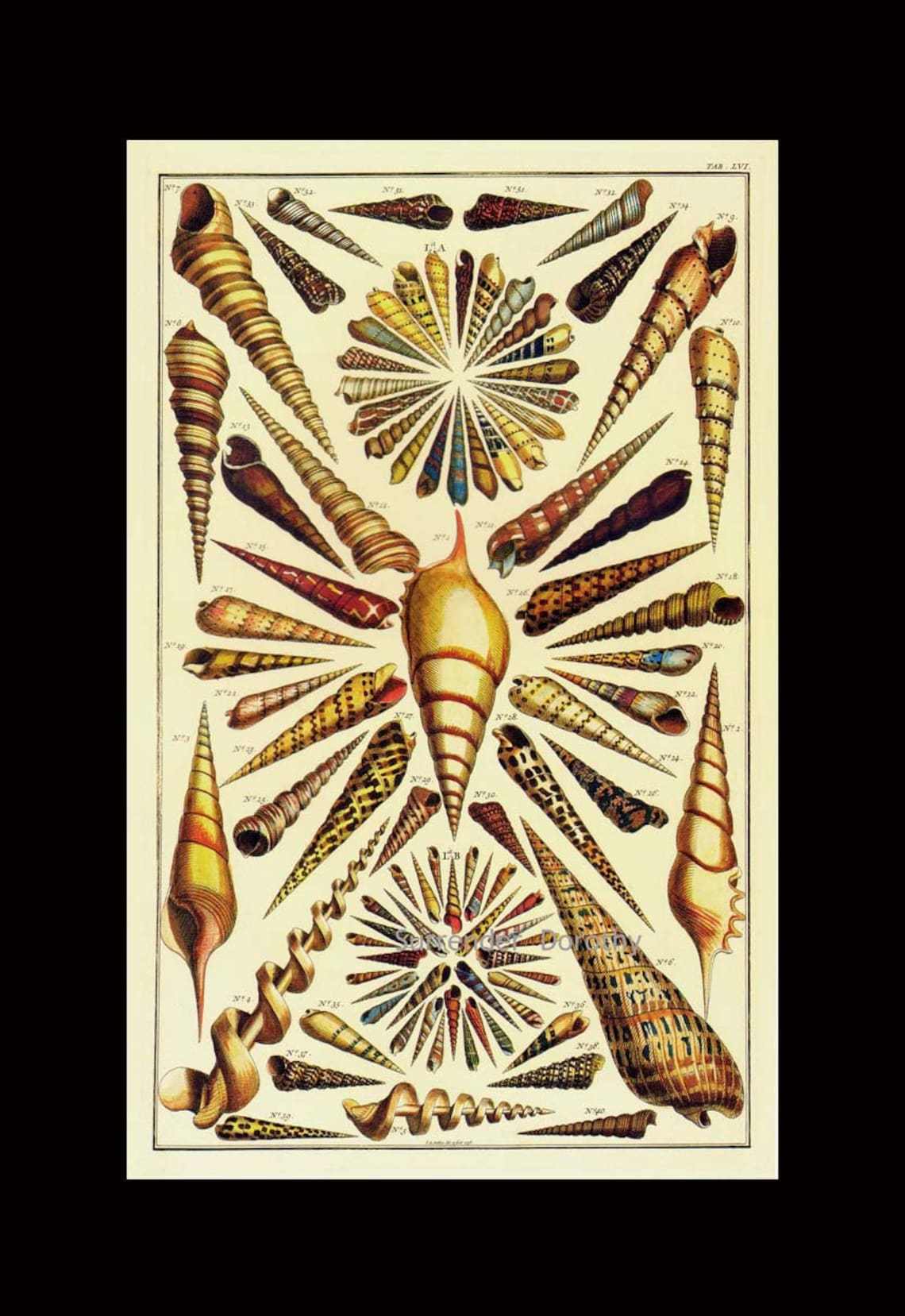 Turret & Auger Shells South Pacific Caribbean Seba Conchology - Etsy