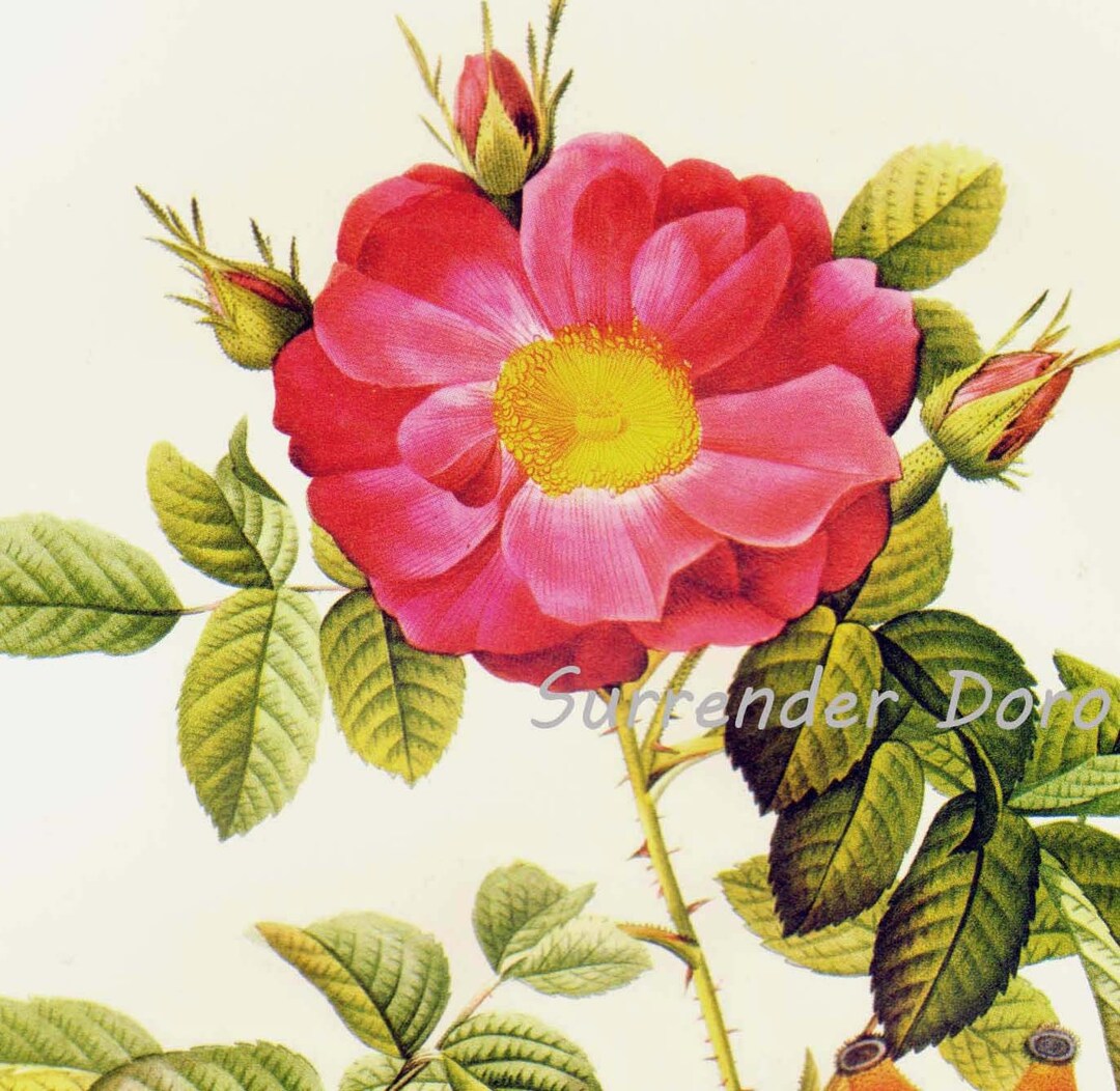 Red Portland Rose Redoute Rosa Damascena Coccinea Vintage Flower ...