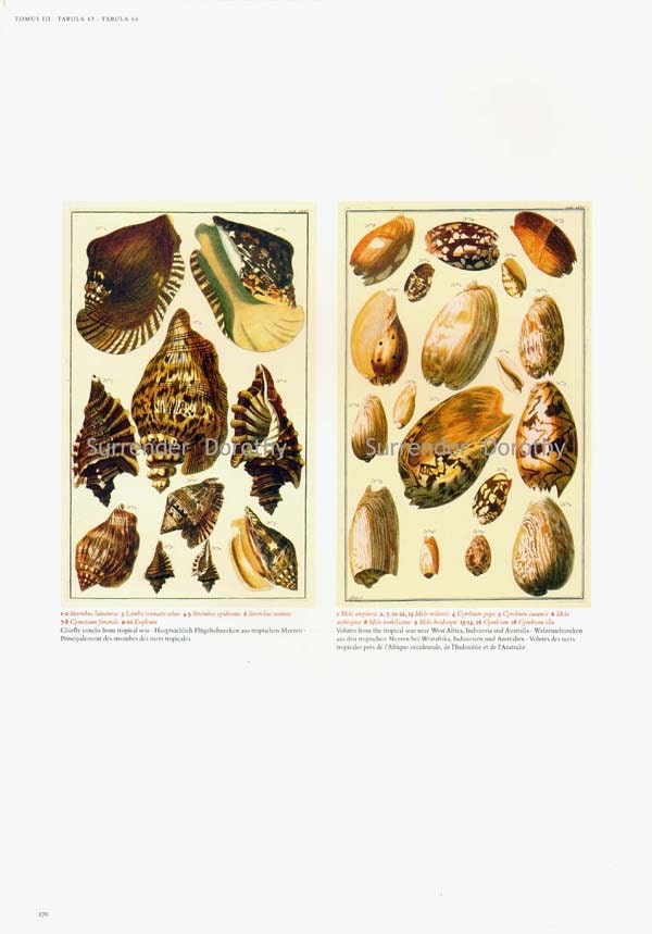 Cowrie Poisonous Cone Shells Indo Pacific & West Atlantic Seba - Etsy