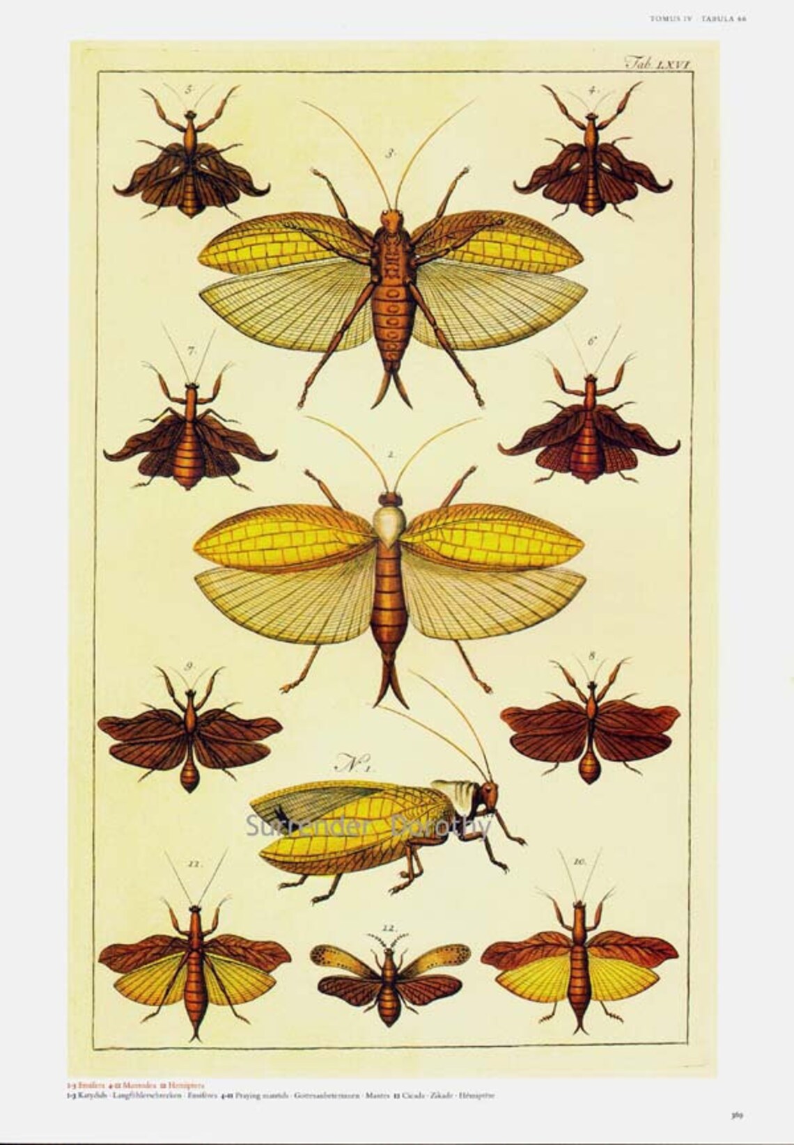 Praying Mantis & Cicada Insects Entomology Vintage Natural History Bug ...