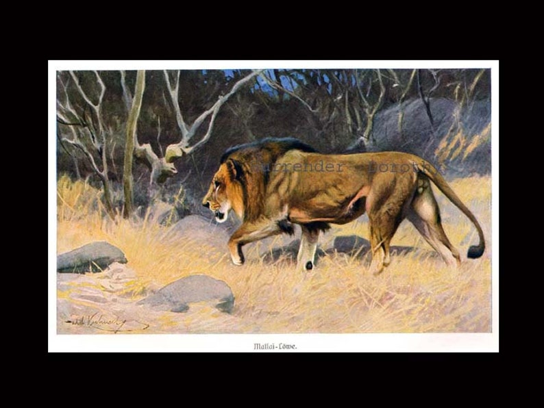 African Lion Natural History Lithograph Illustration Germany Original ...