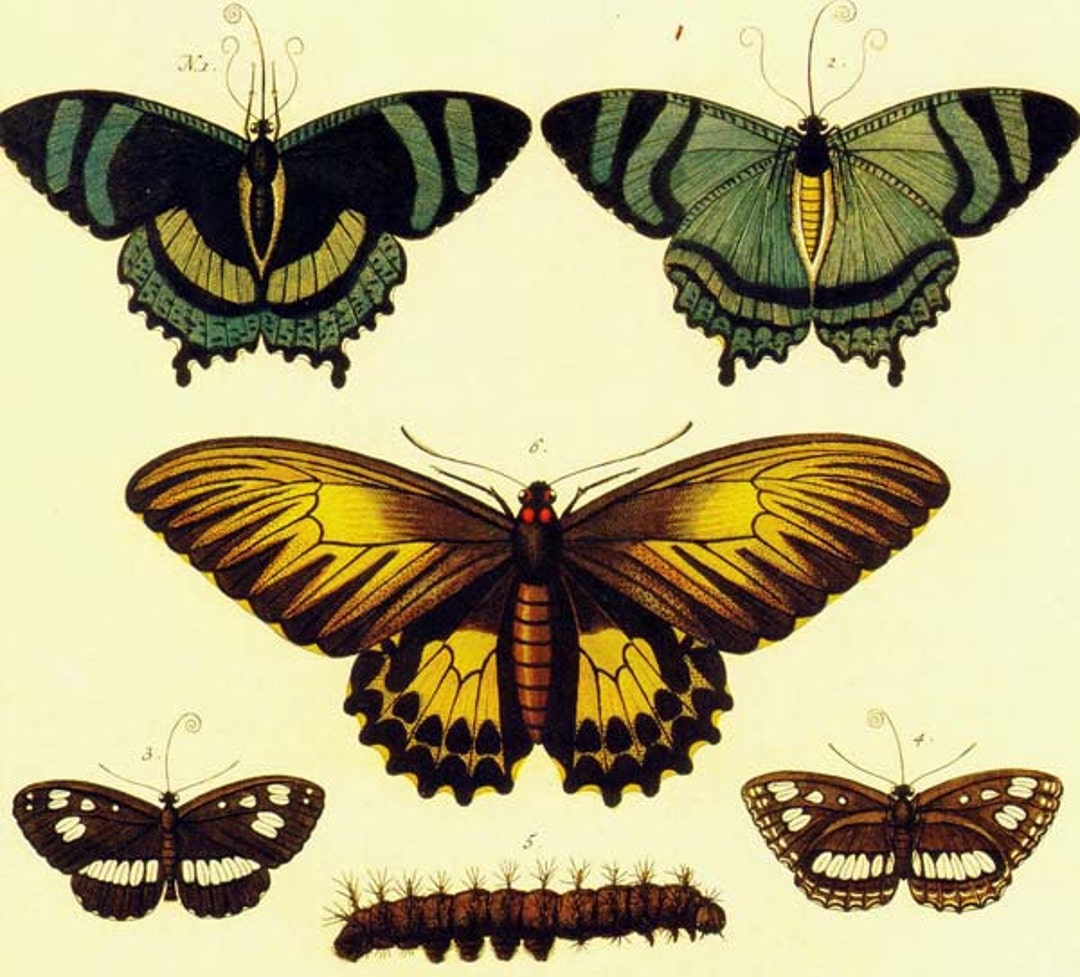 Butterfly Malaysia Australia New Guinea Insects Seba Entomology Natural ...