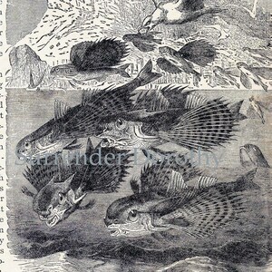 Flying Fish Victorian Ichthyology Vintage Natural History 1892 Original ...