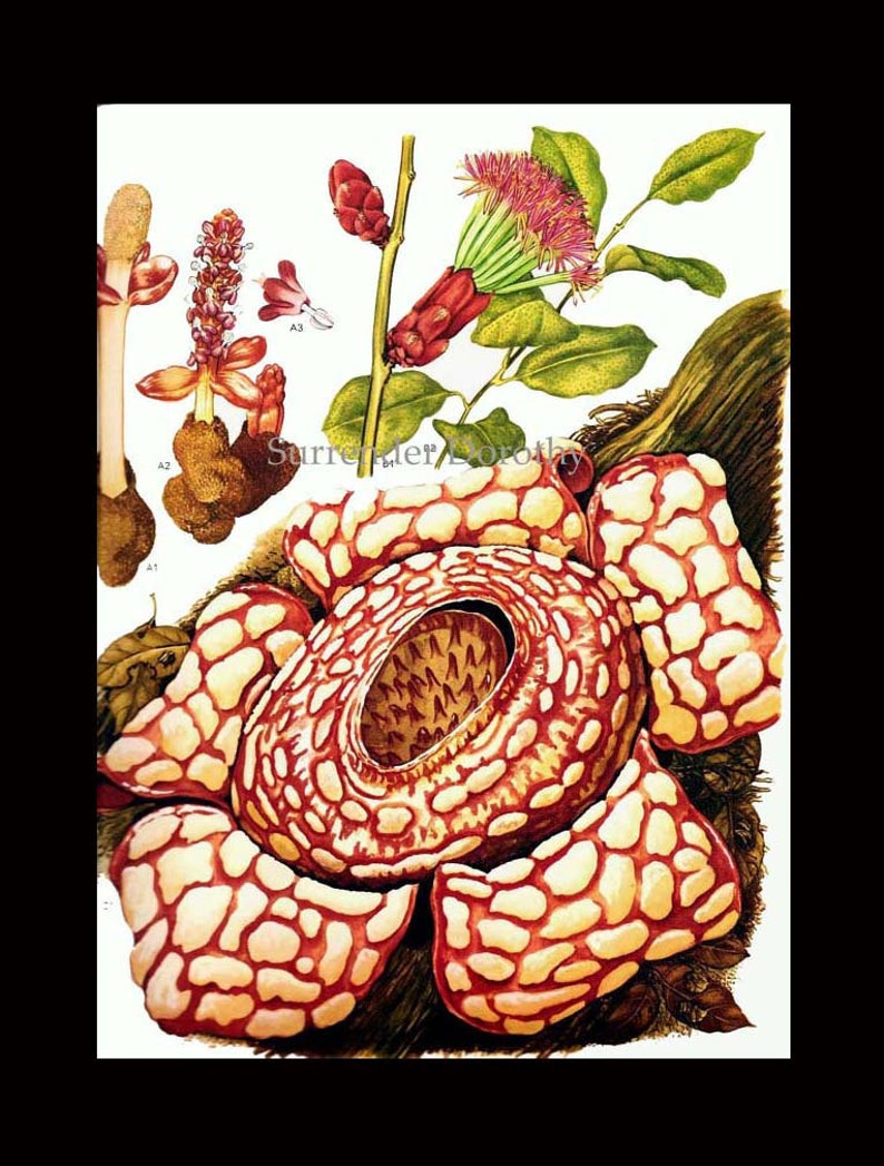 Raffleacae Rhizanthes Corpse Flower World's Most Stinky & Largest ...