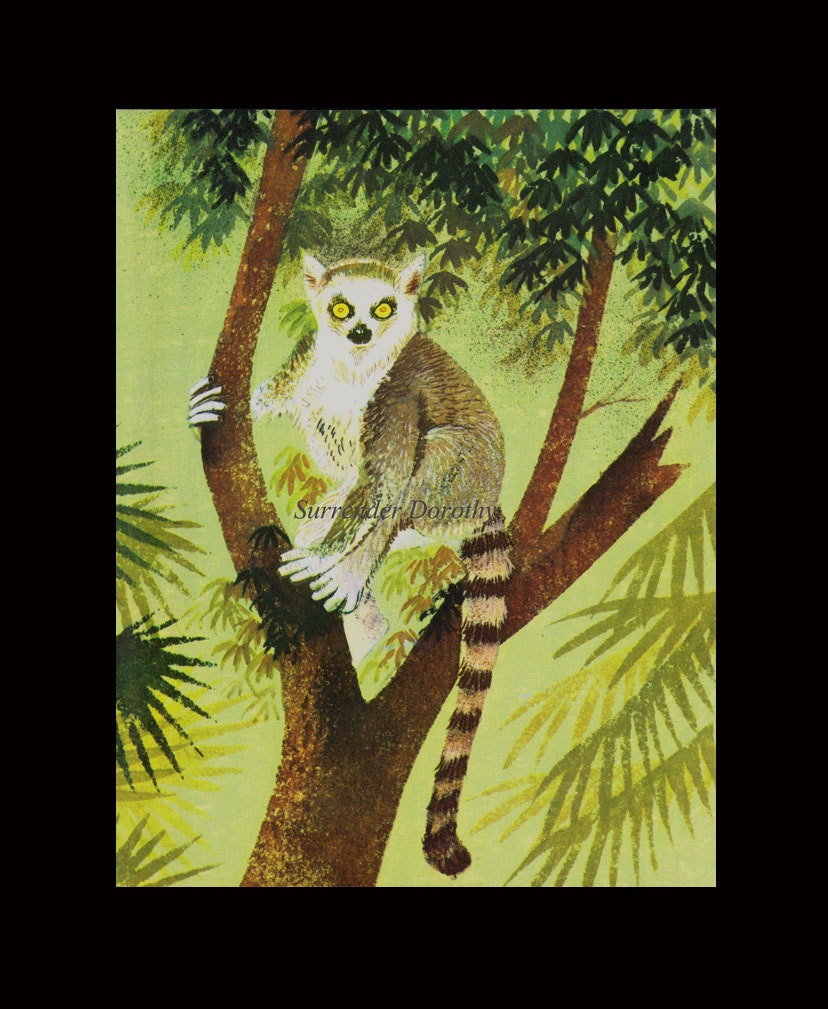 Ring Tailed Lemur Vintage Children's Natural History Color - Etsy